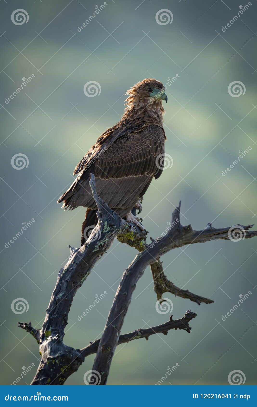 Tawny Eagle on Dead Branch Facing Right Stock Image - Image of trees ...