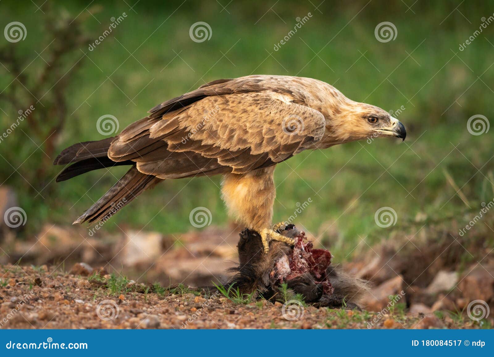 Tawny Eagle Perches on Kill Crouching Low Stock Image - Image of aquila ...