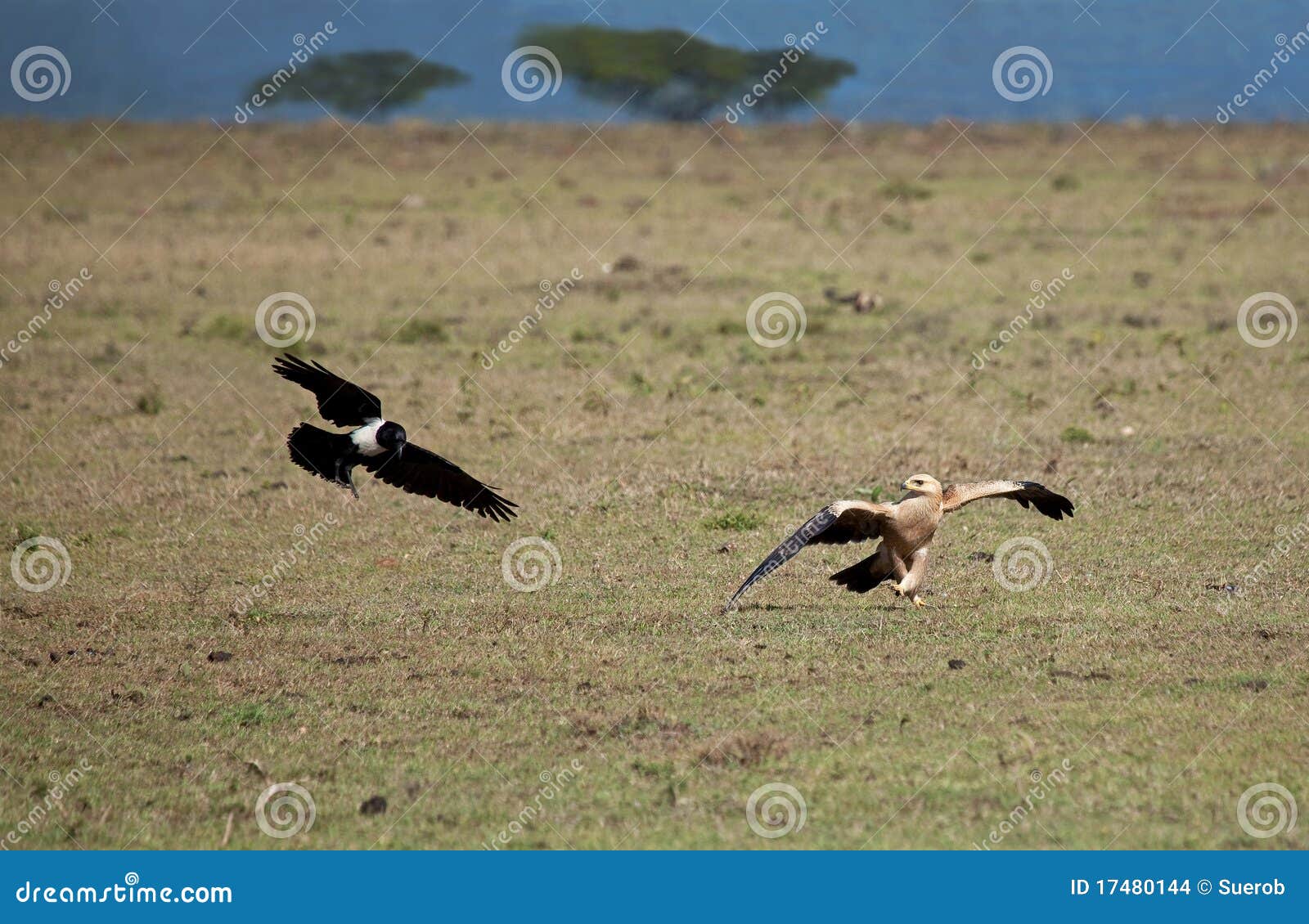 Tawny Eagle and Pied Crow stock photo. Image of corvus - 17480144