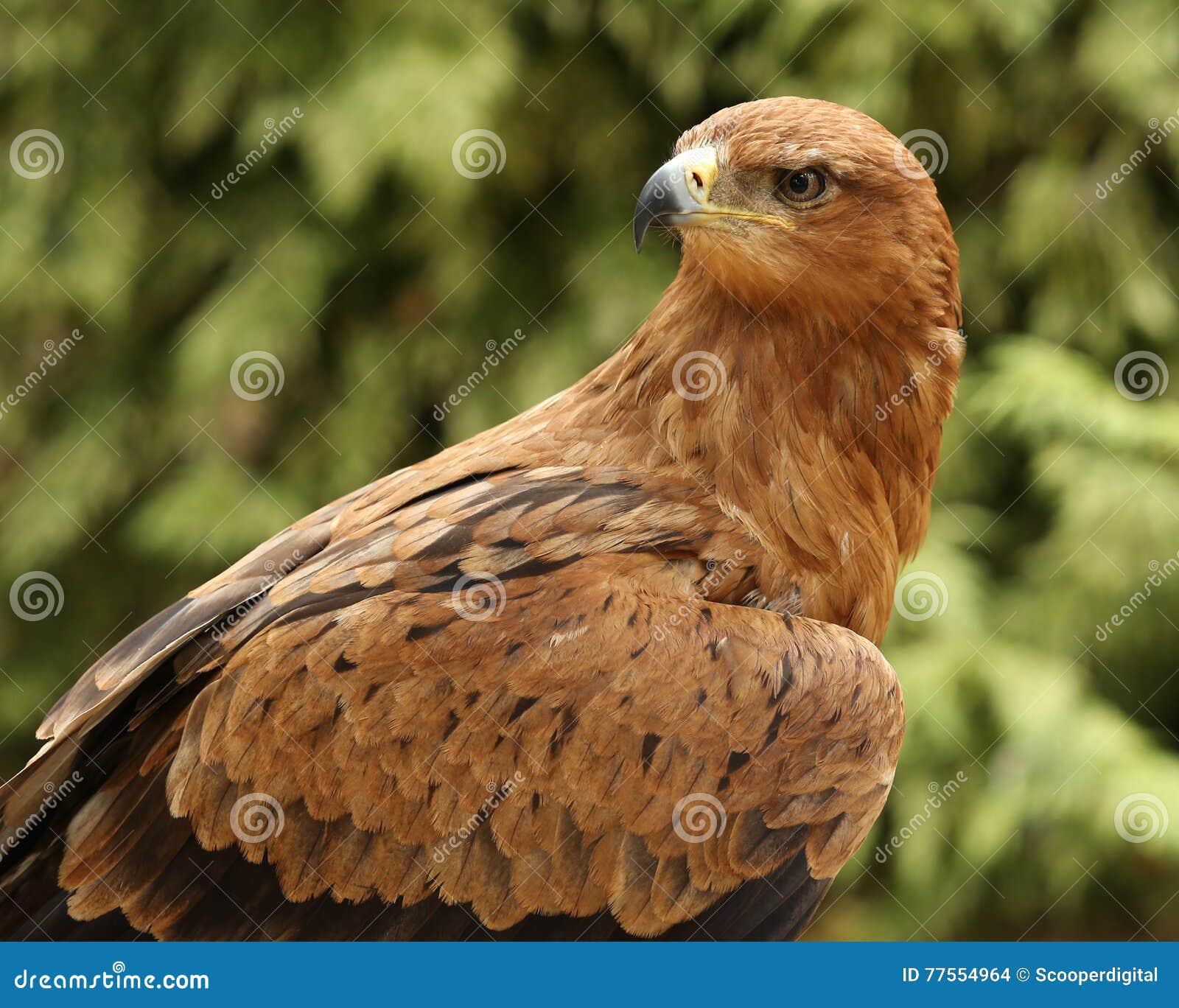 Tawny Eagle stock photo. Image of eyes, feather, wildlife - 77554964