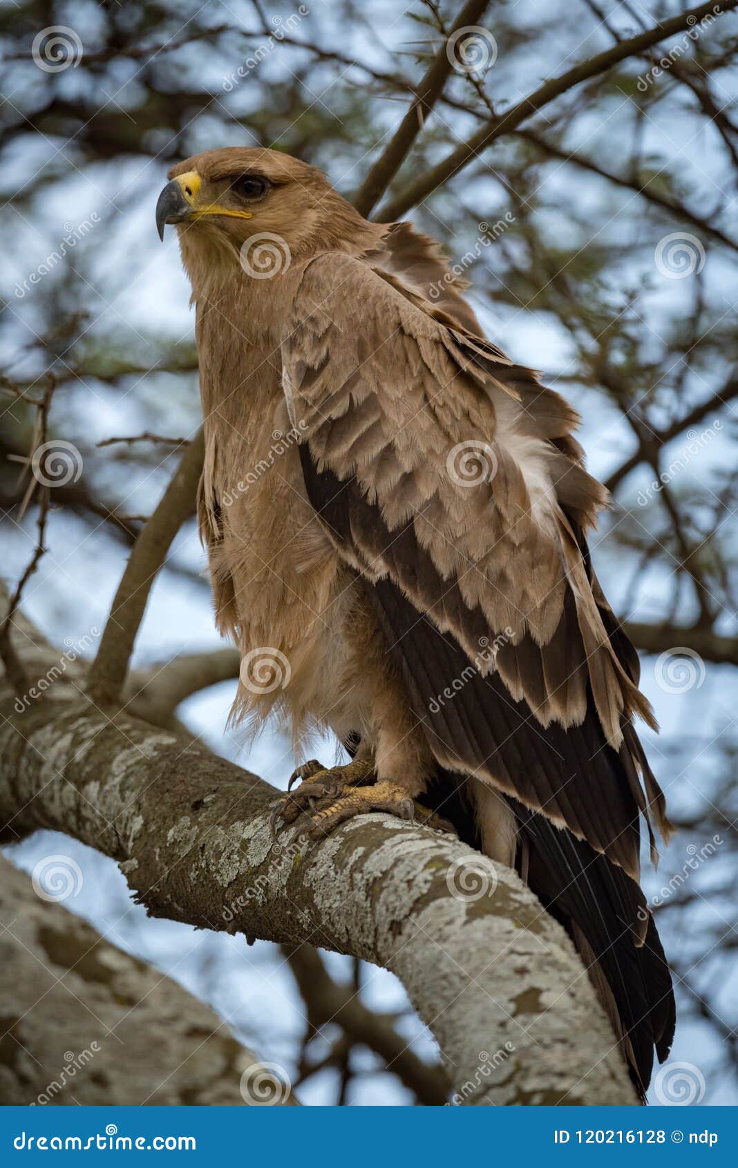 Tawny Eagle with Ruffled Feathers on Branch Stock Photo - Image of ...