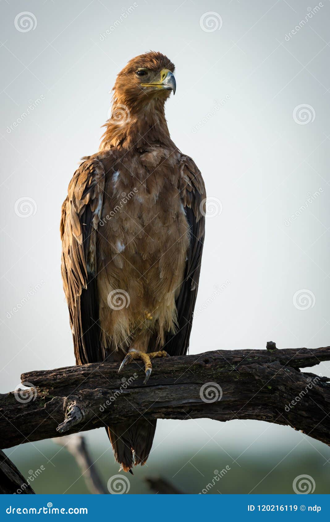 Tawny Eagle Stretching Neck on Twisted Tree Stock Image - Image of ...