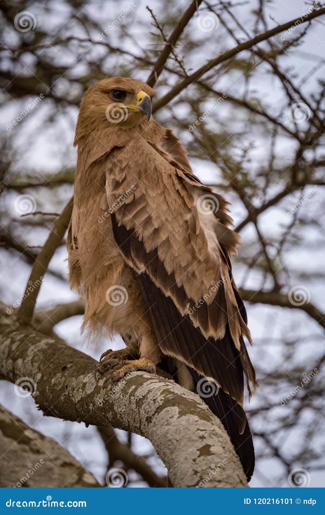 Tawny Eagle in Tree with Ruffled Feathers Stock Image - Image of ...