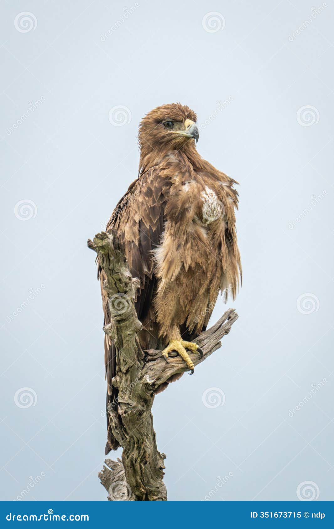 Tawny Eagle on Tree Stump Looking Down Stock Image - Image of animal ...