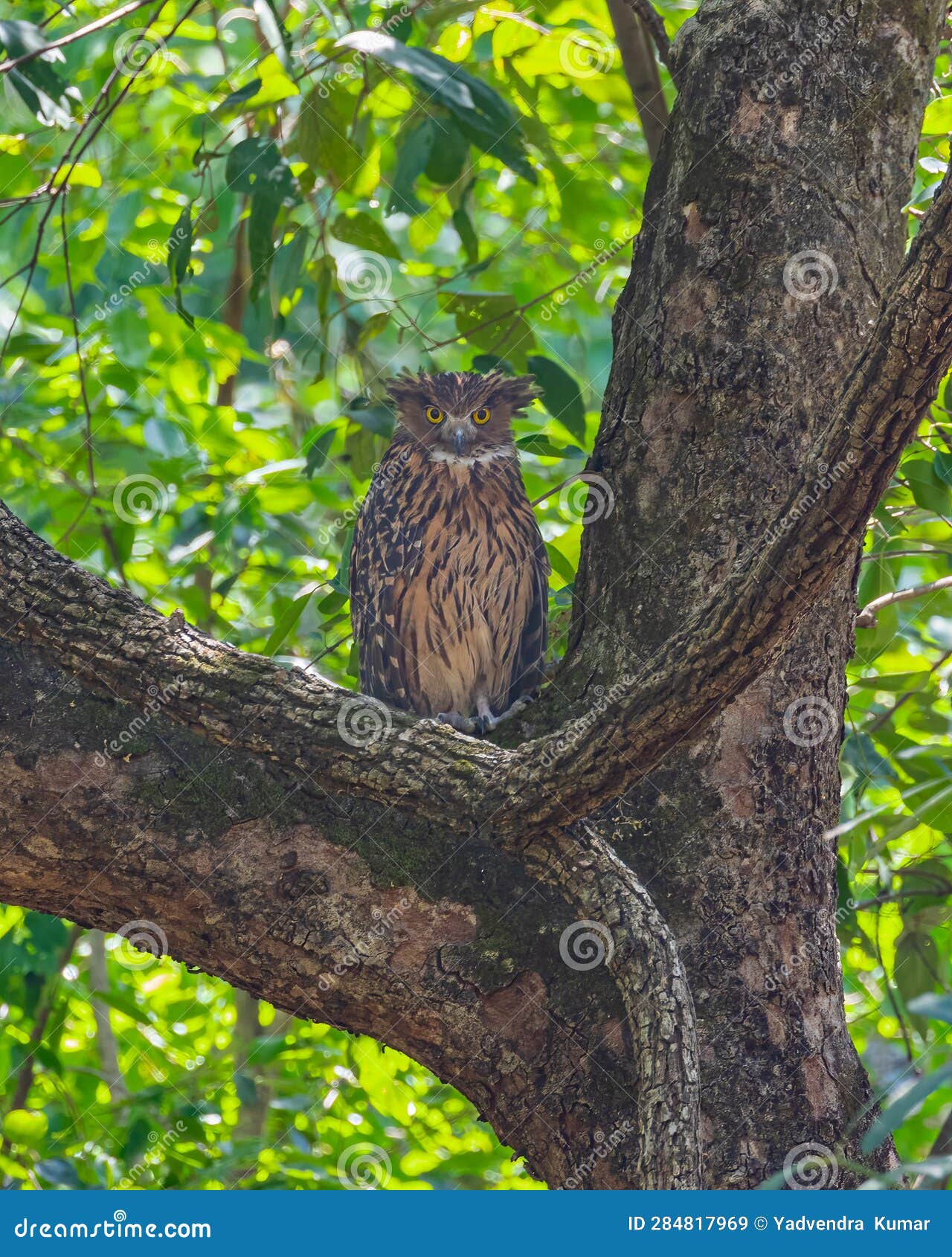 A Tawny Fish Owl stock image. Image of tawny, wing, beautiful - 284817969