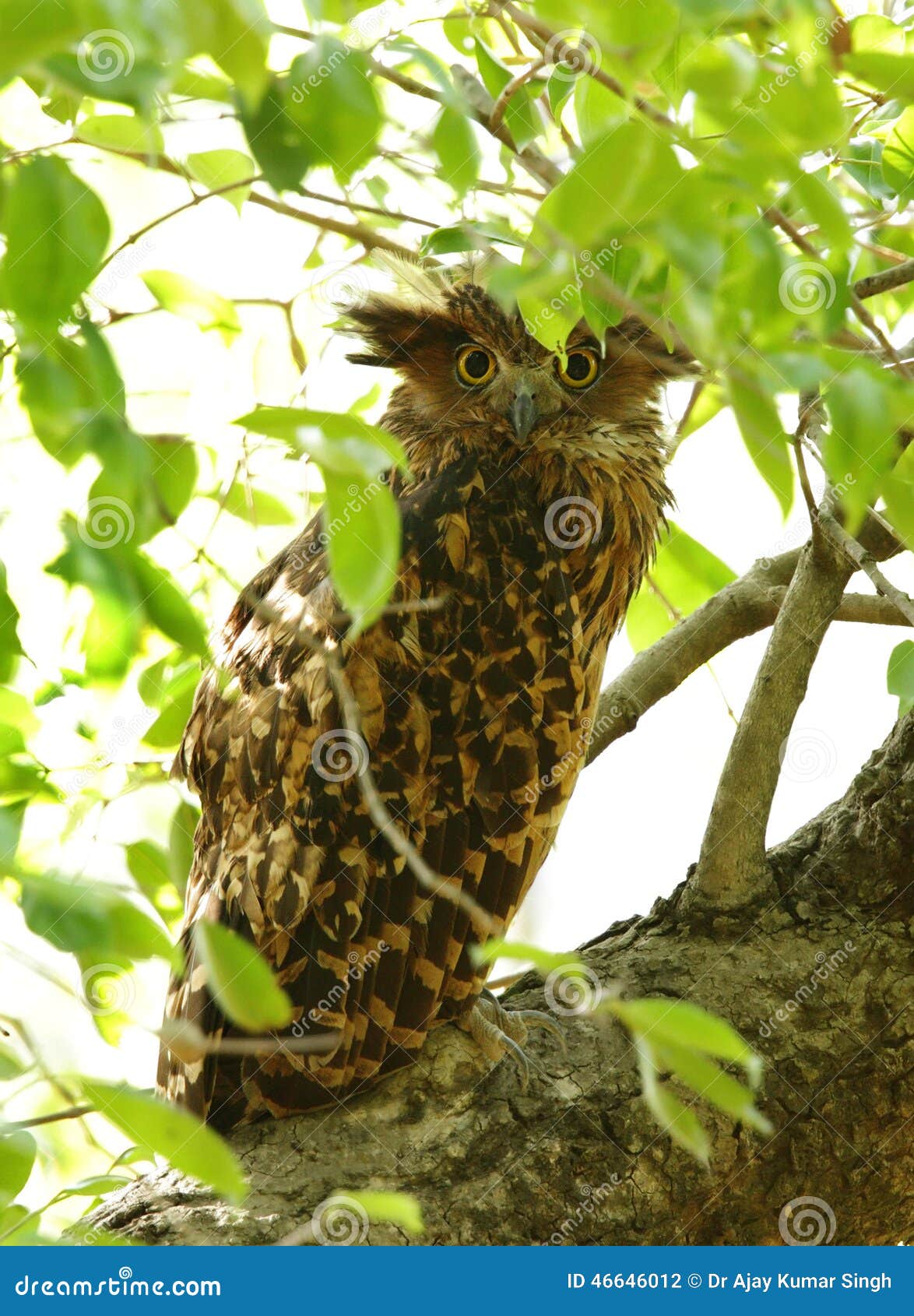 Tawny Fish Owl Perched on a Tree Stock Photo - Image of reddish ...