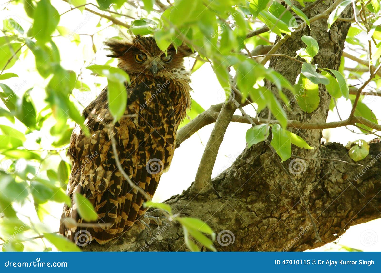 Tawny Fish Owl Resting on a Tree Stock Image - Image of feathered ...