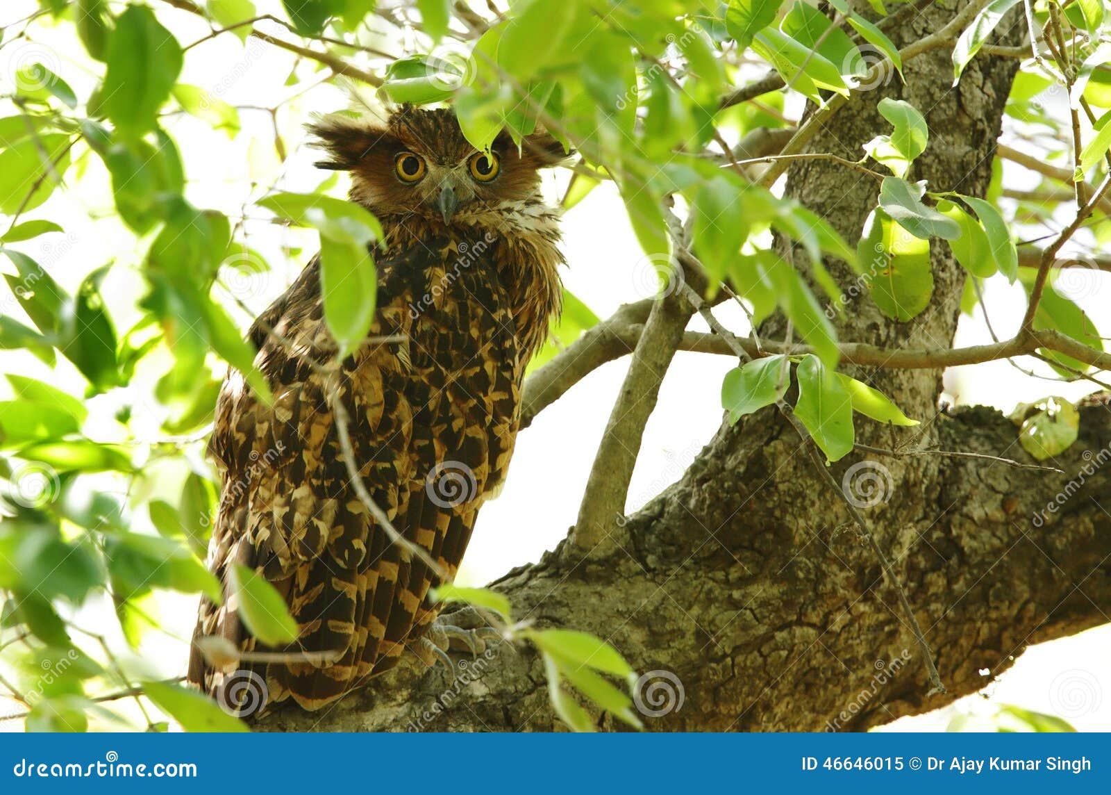 Tawny Fish Owl stock image. Image of animal, strigidae - 46646015