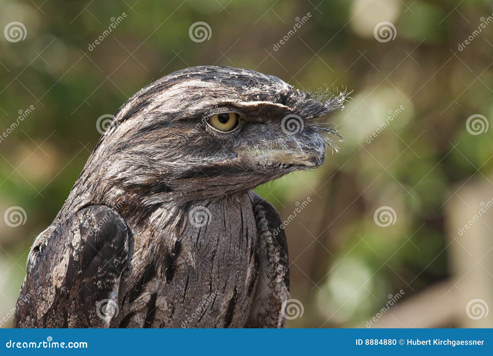 Tawny Froghead stock photo. Image of frogmouth, close - 8884880