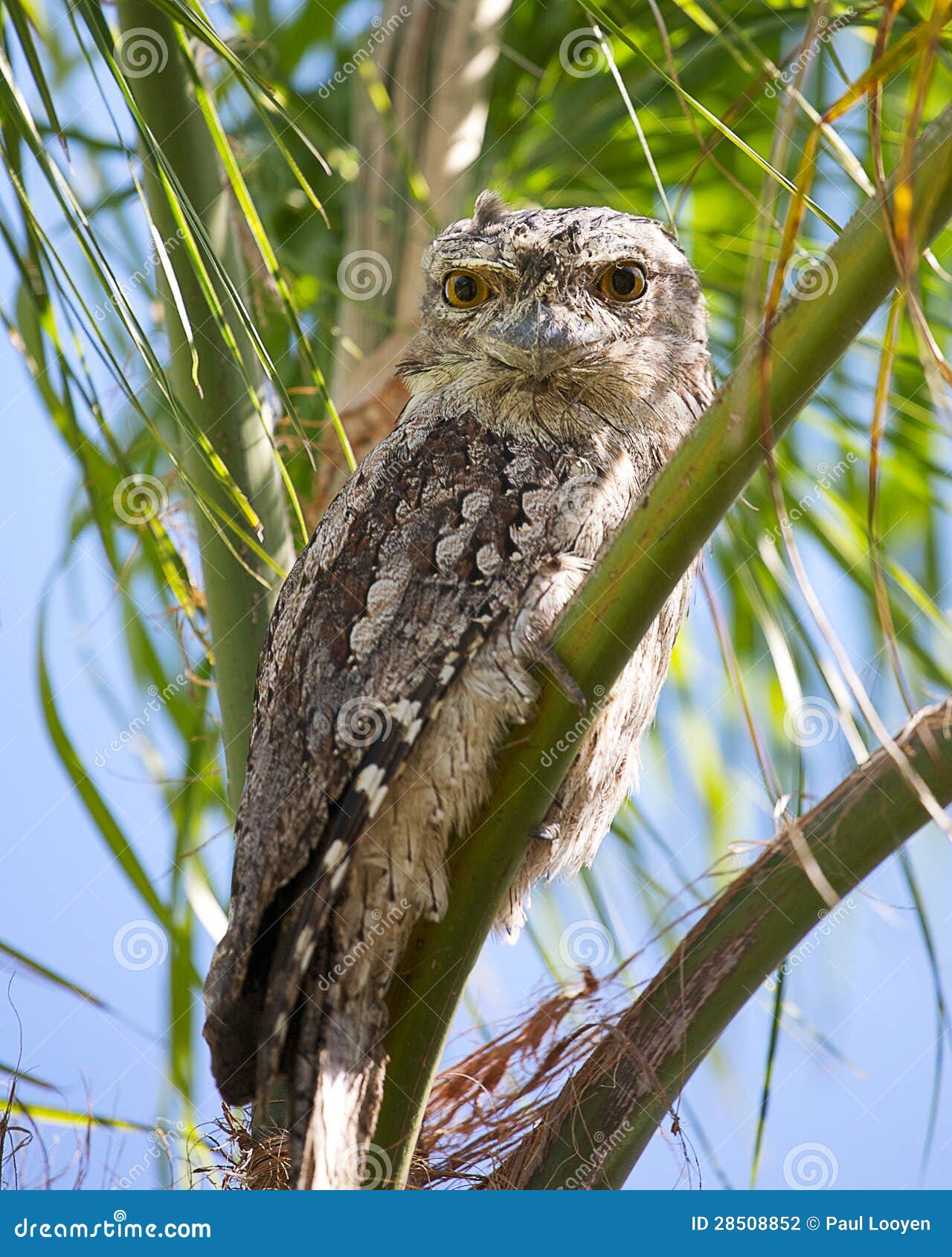Tawny frogmouth stock photo. Image of branch, wing, australia - 28508852