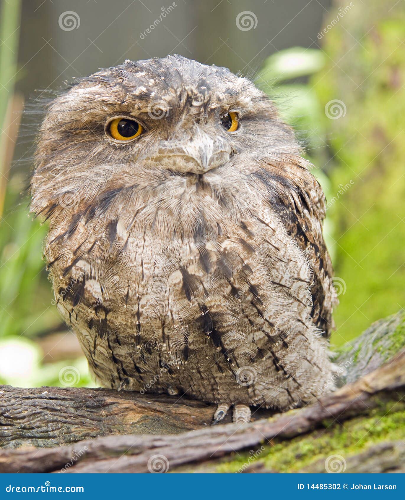 Tawny Frogmouth (Podargus Strigoides) Stock Photo - Image of expression ...