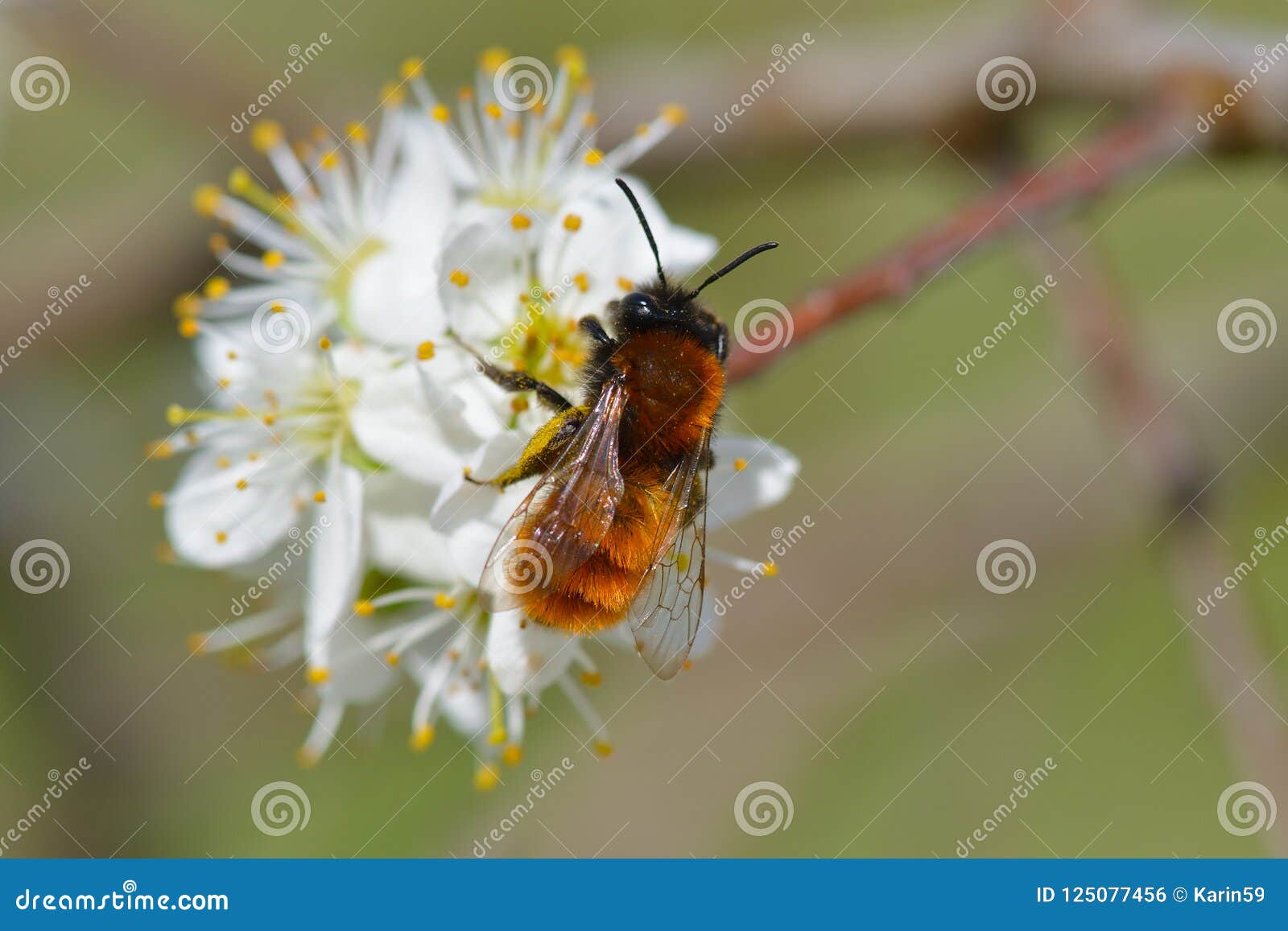 Tawny mining bee in spring stock photo. Image of pollinator - 125077456
