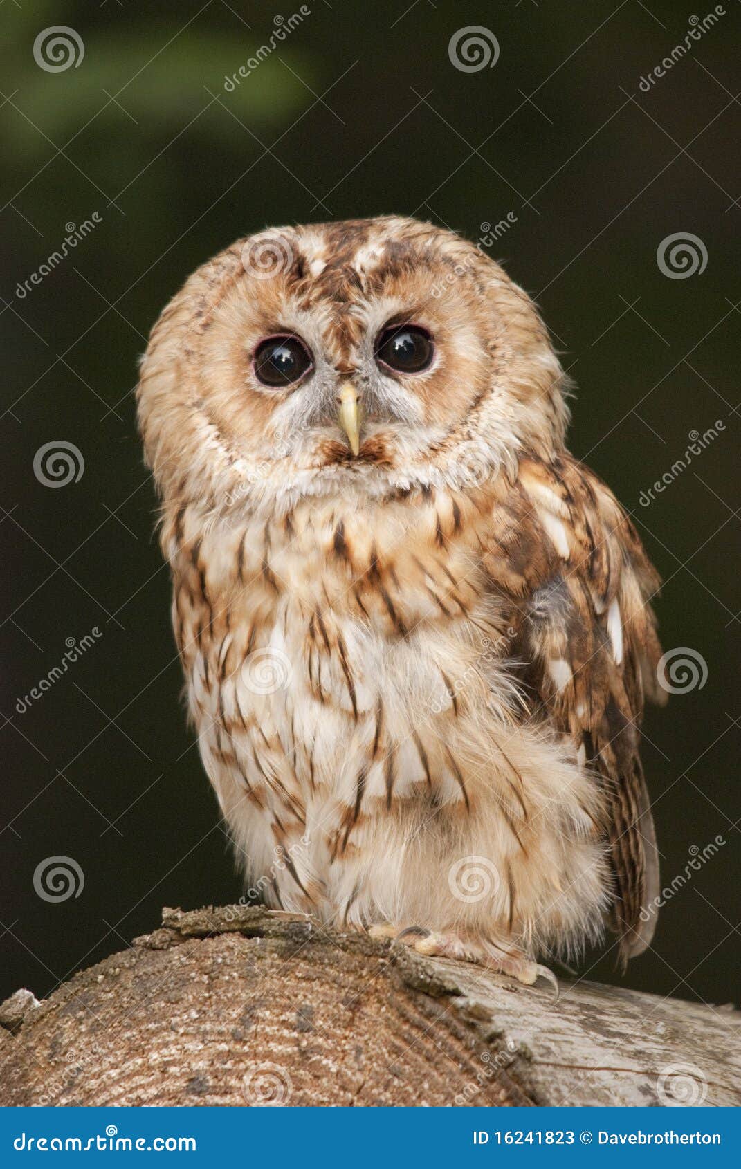 1,409 Tawny Owl Eyes Stock Photos - Free & Royalty-Free Stock Photos ...