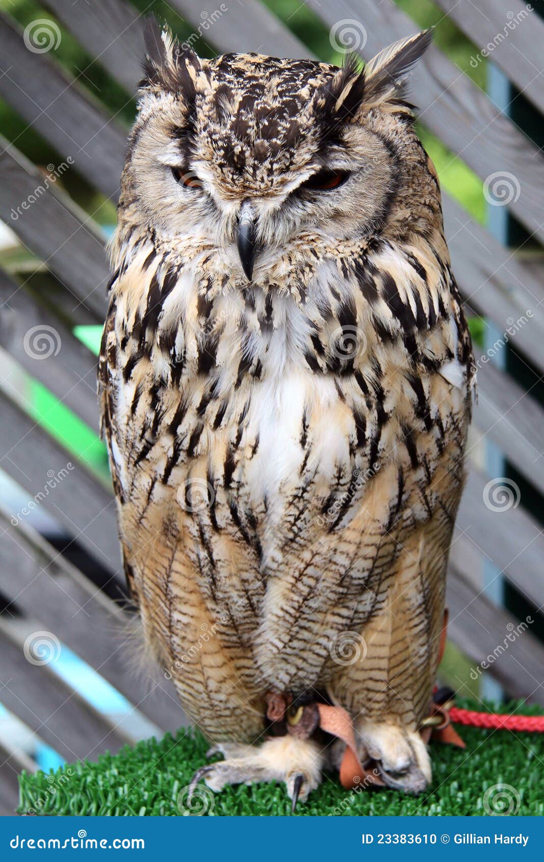 Tawny owl stock photo. Image of tame, wise, feathers - 23383610