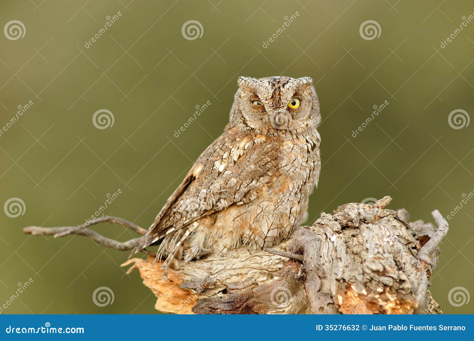 Tawny owl stock photo. Image of natural, birds, wings - 35276632