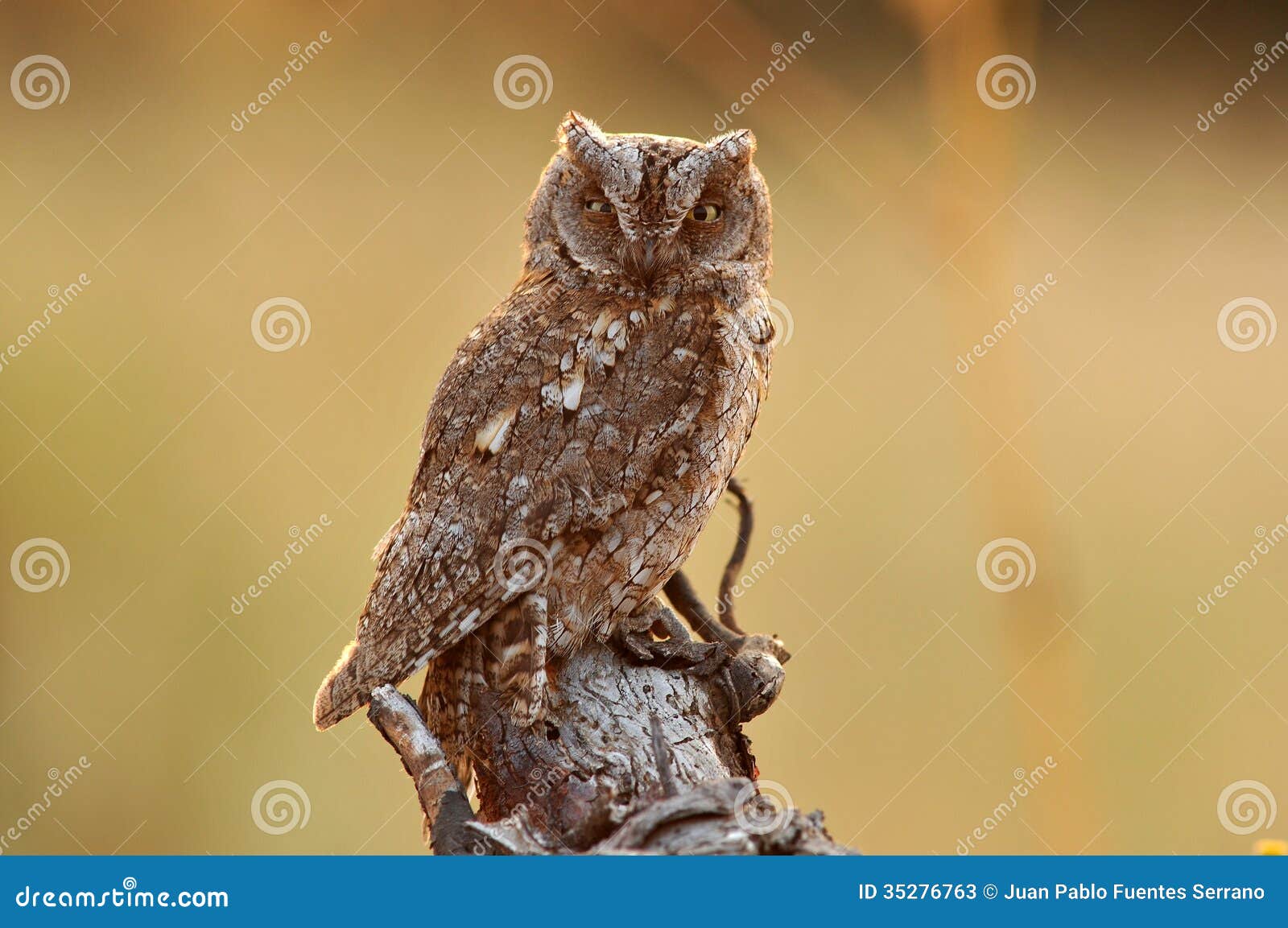 Tawny owl stock image. Image of wing, wings, wildlife - 35276763