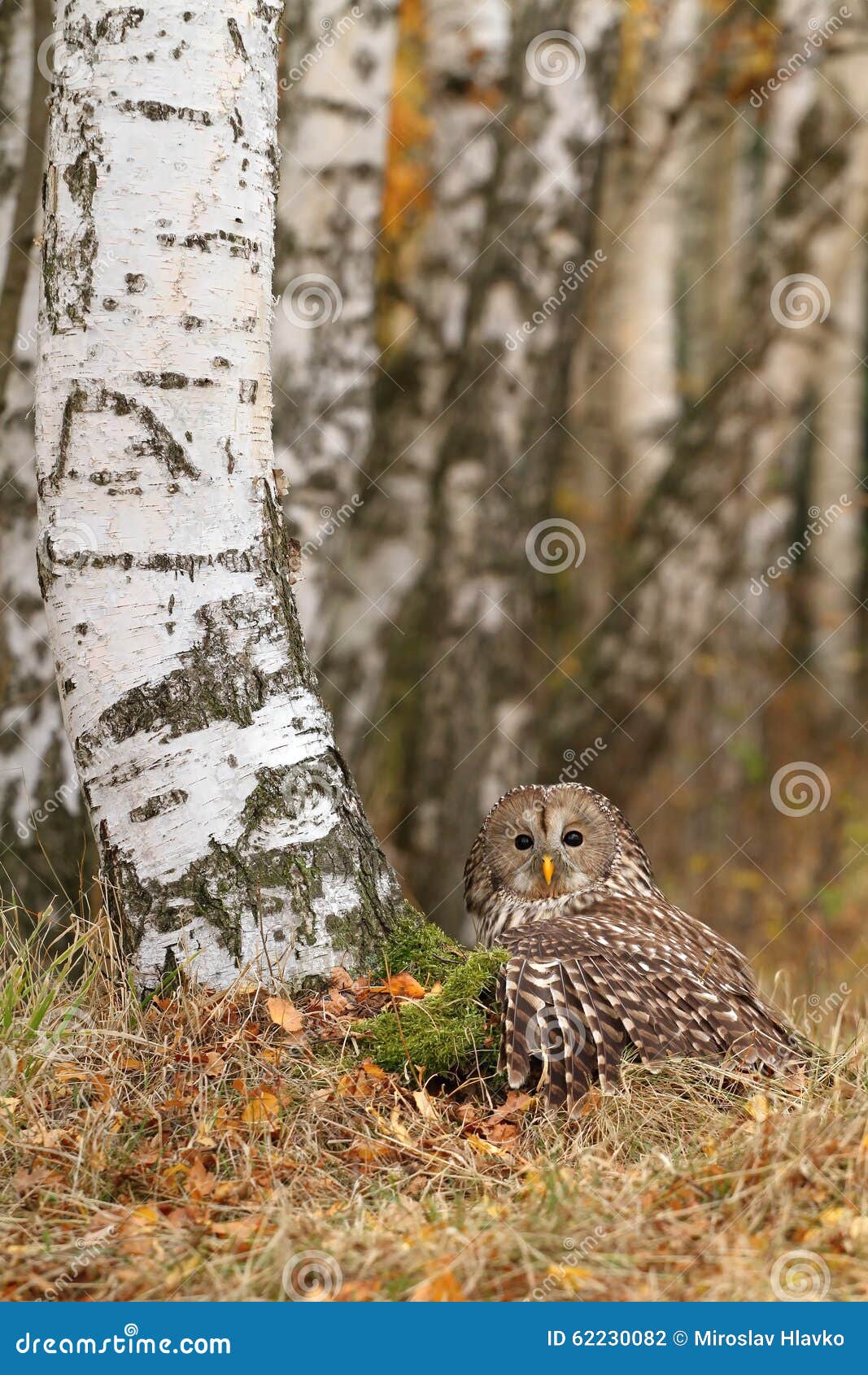 Tawny owl by birch tree stock photo. Image of tawny, sage - 62230082