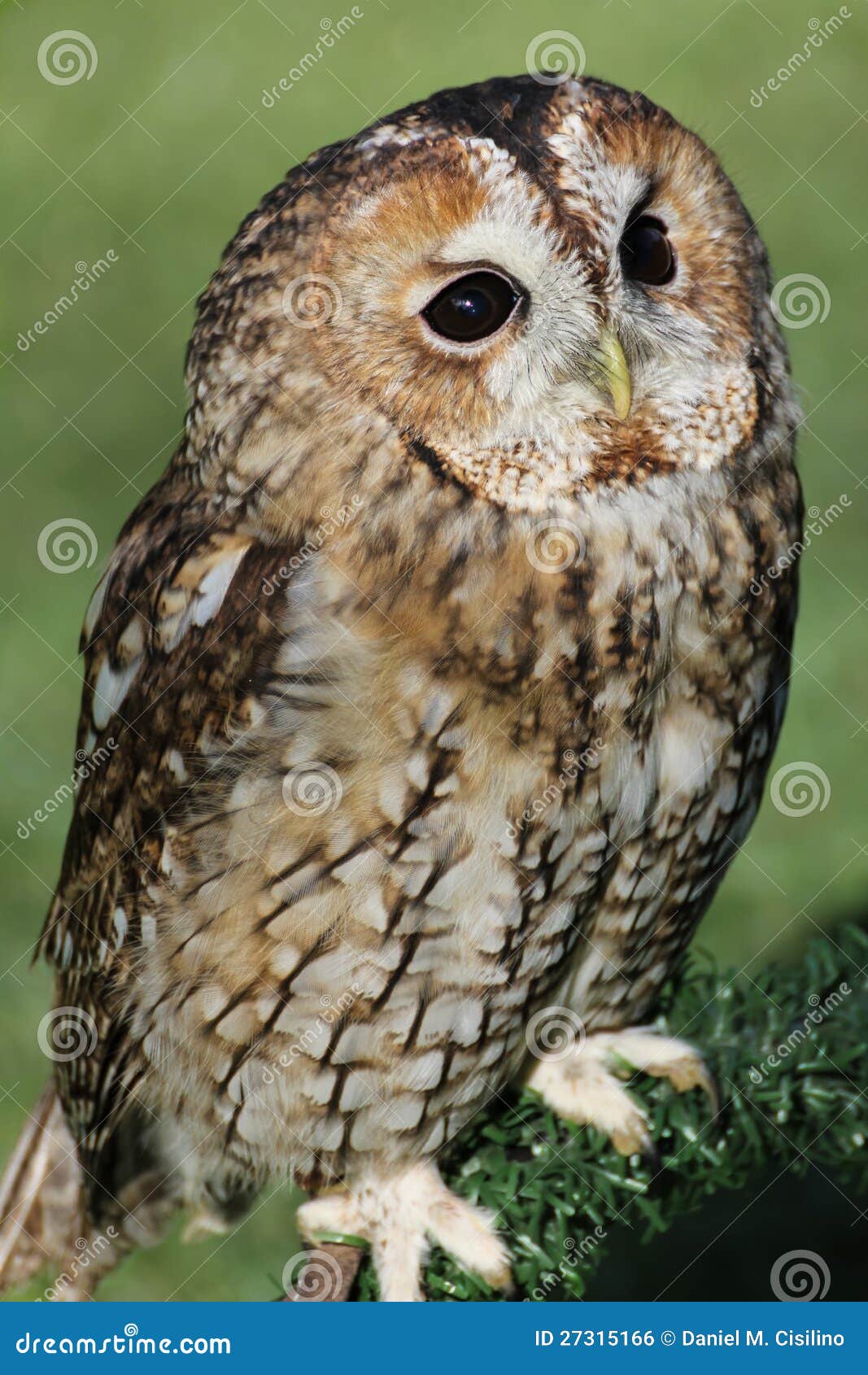 Tawny owl or brown owl stock photo. Image of aluco, eagle - 27315166