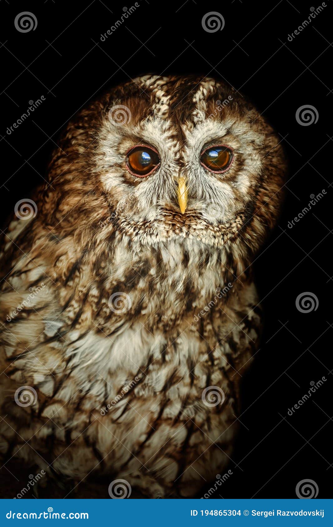Tawny Owl or Brown Owl Strix Aluco Stock Photo - Image of aluco ... Tawny Owl or Brown Owl Strix Aluco Stock Photo - Image of aluco ...