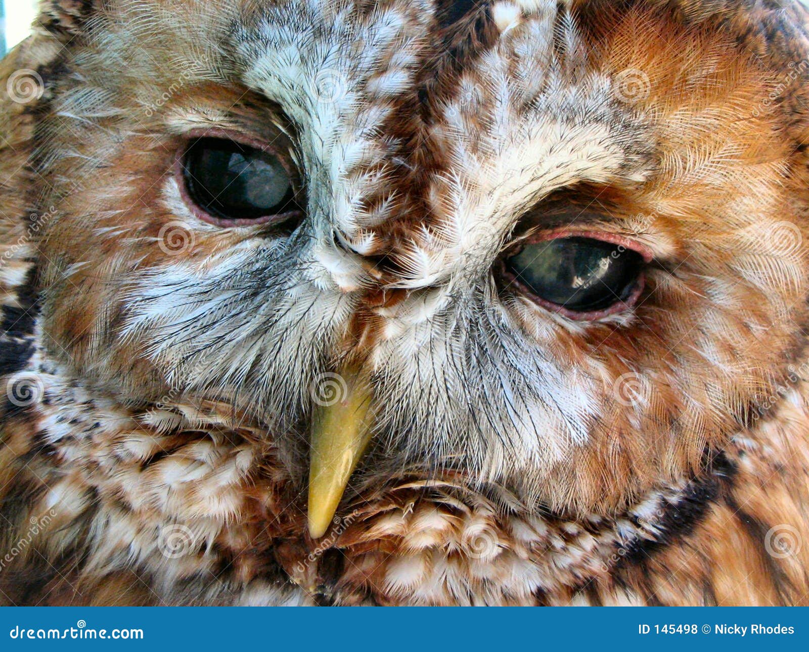 Tawny Owl Face stock photo. Image of face, tawny, cataracts - 145498 Tawny Owl Face stock photo. Image of face, tawny, cataracts - 145498