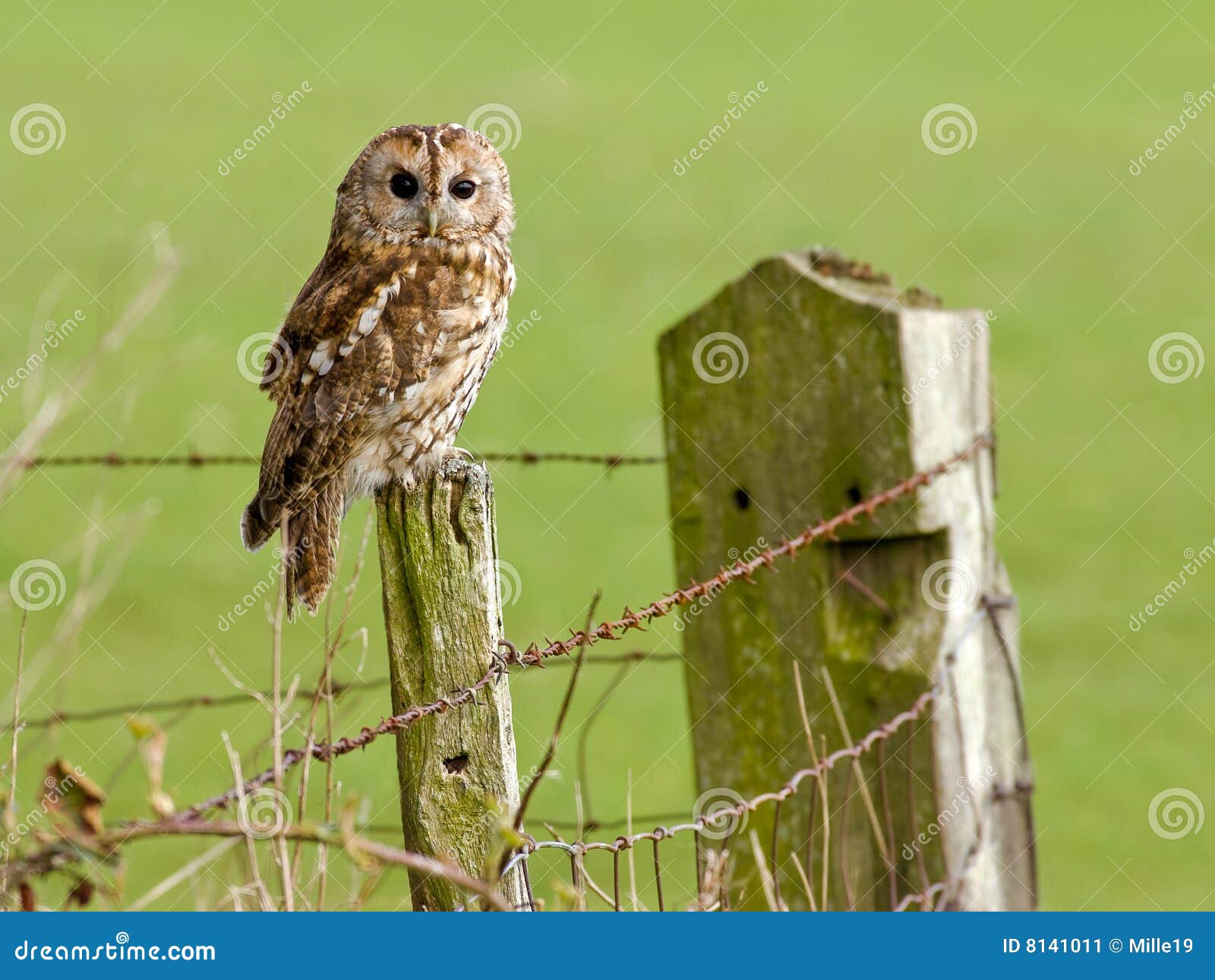 Tawny Owl on fence stock image. Image of perched, wildlife - 8141011