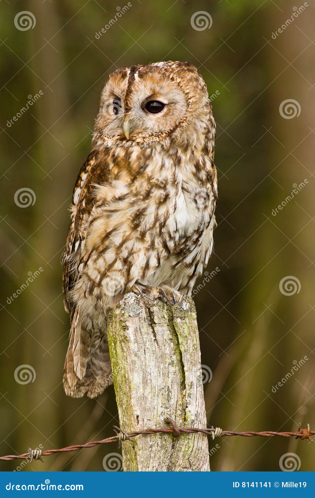 Tawny Owl on fence post stock image. Image of nature, predator - 8141141