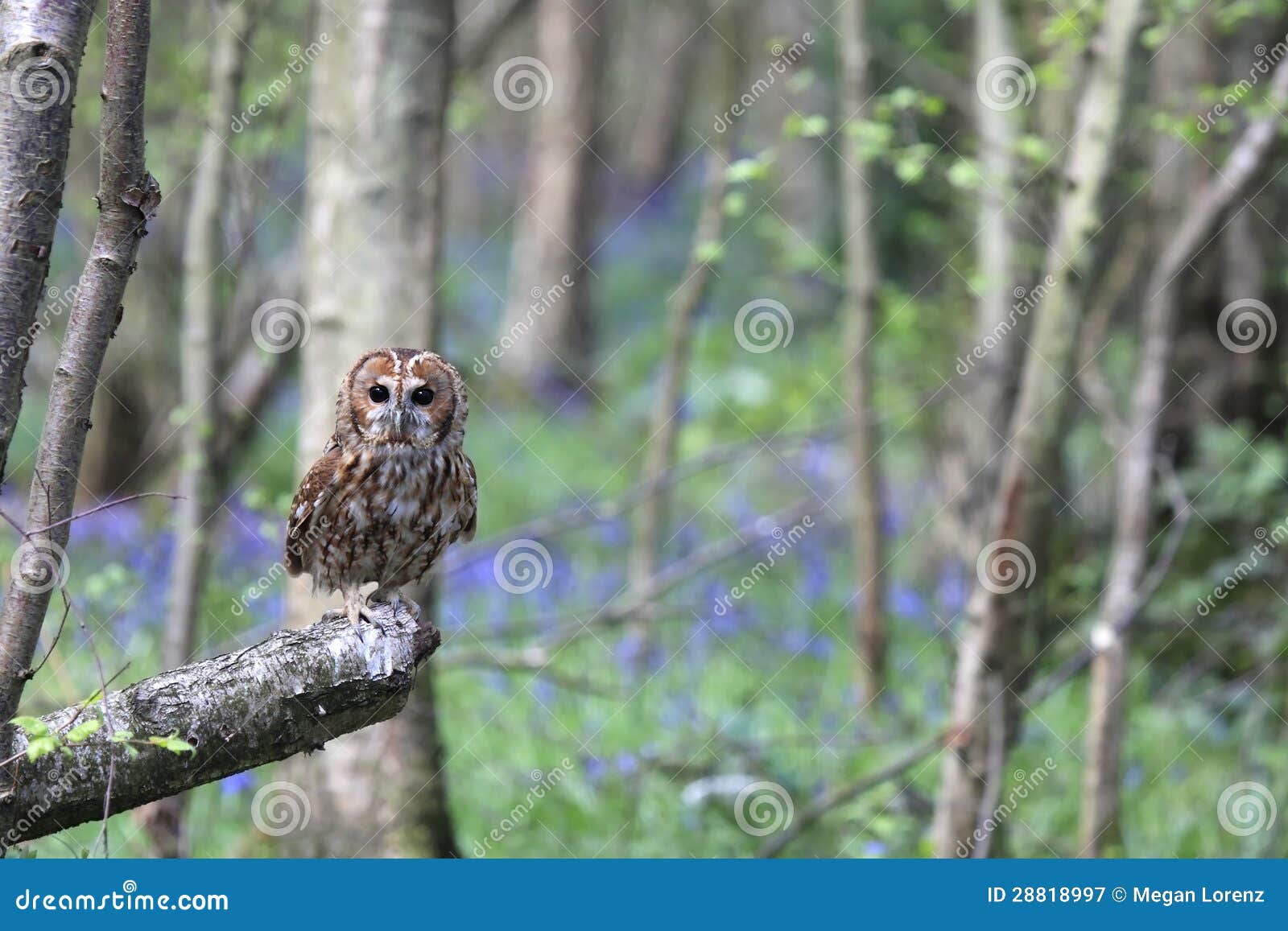 Tawny Owl in Forest stock image. Image of nature, outdoors - 28818997