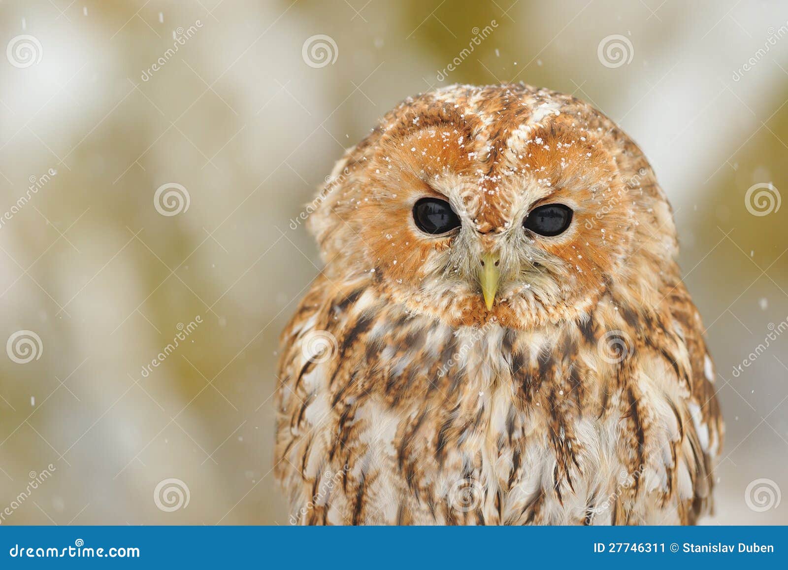 Tawny owl portrait stock image. Image of eyes, natural - 27746311