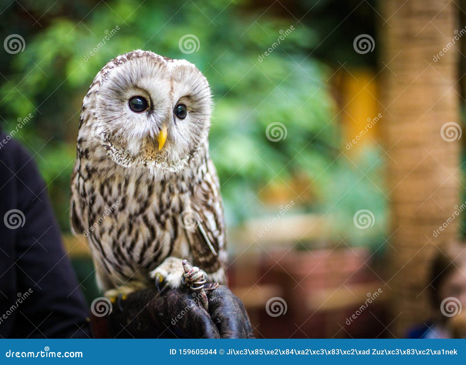 Tawny Owl portrait stock photo. Image of feather, wing - 159605044