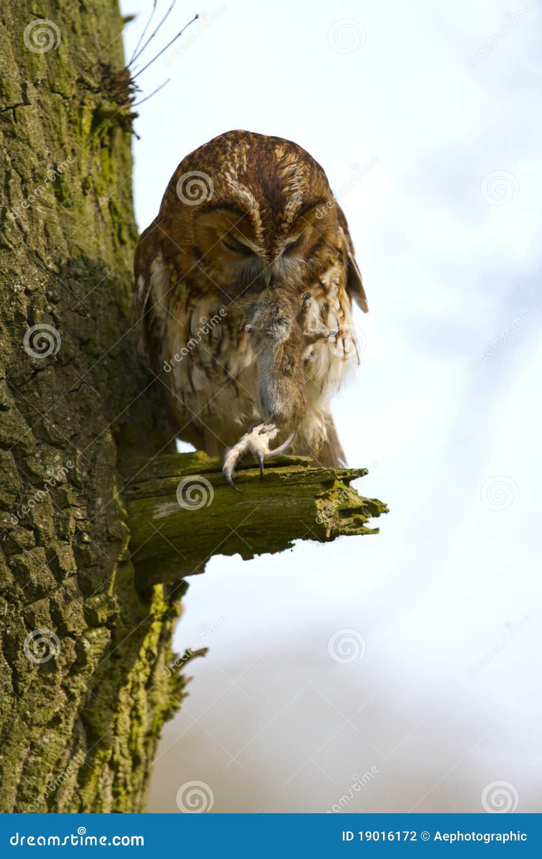 Tawny owl with prey stock photo. Image of tawny, feathers - 19016172