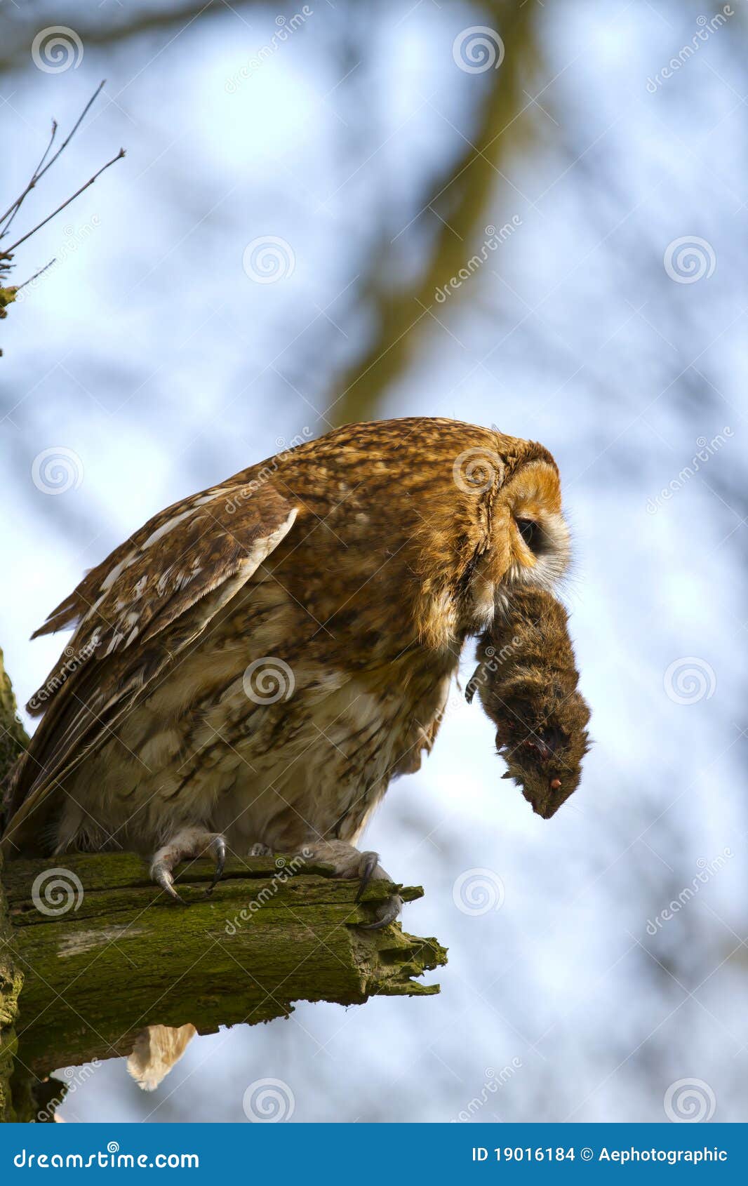 Tawny owl with prey stock photo. Image of beak, aluco - 19016184
