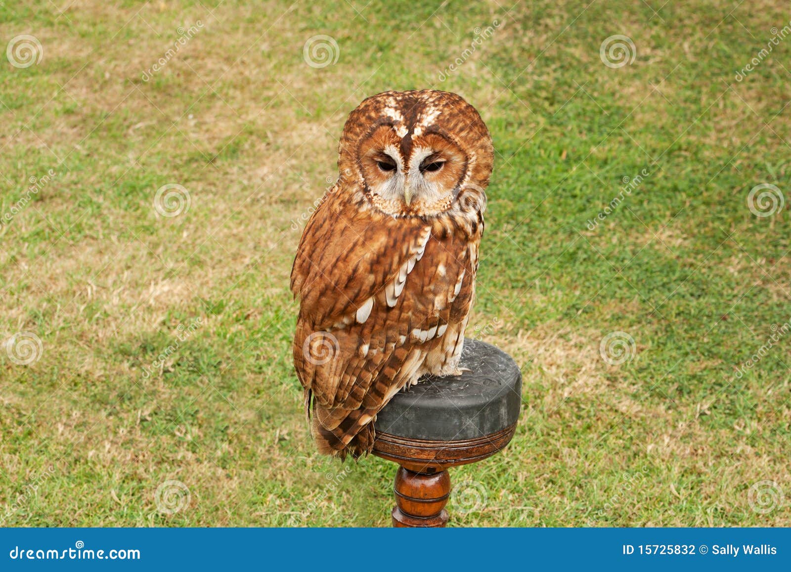 Tawny Owl Sitting on Her Stand Stock Photo - Image of feathers ...
