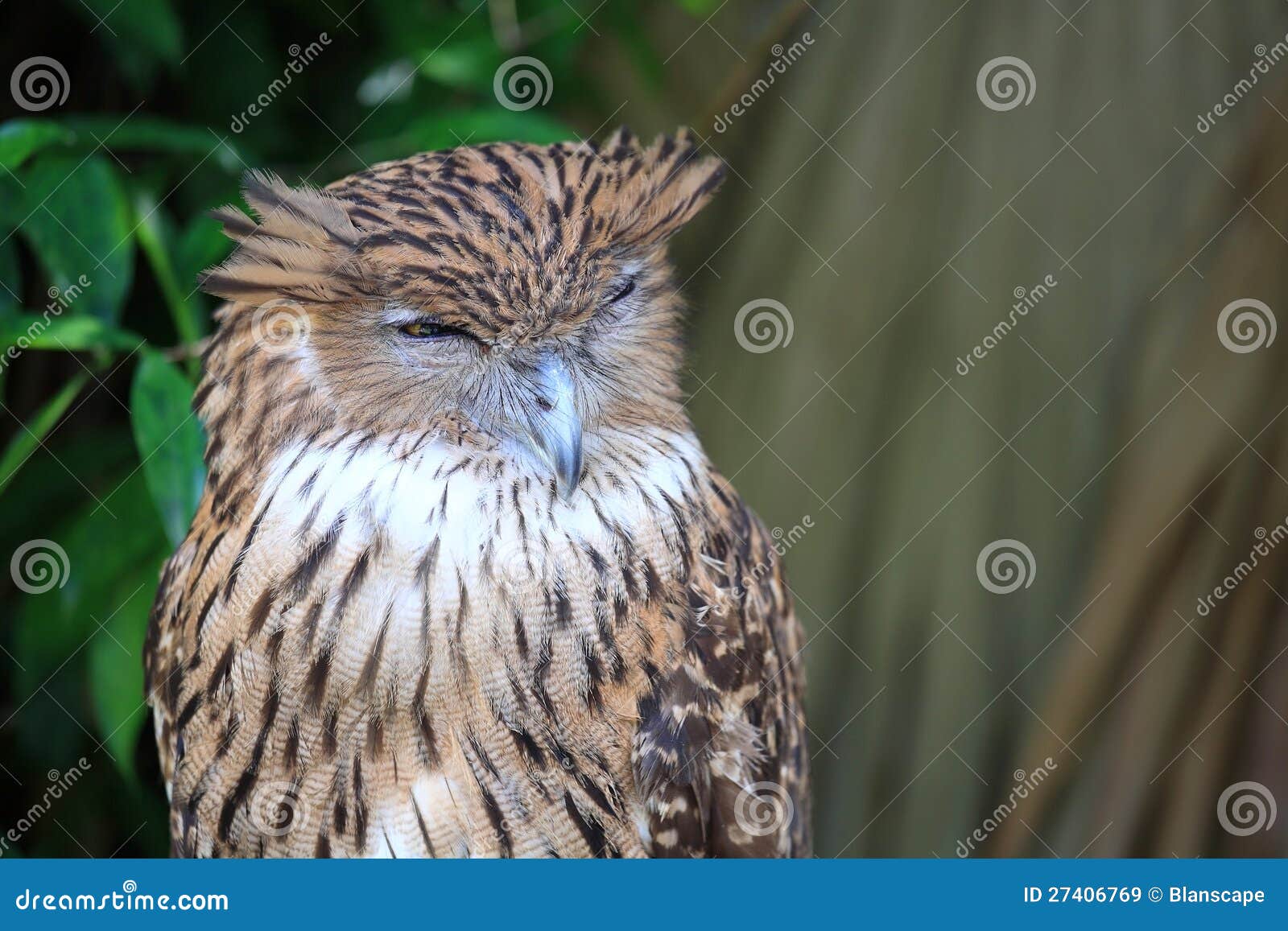 Tawny Owl sleeping face stock image. Image of bird, macro - 27406769