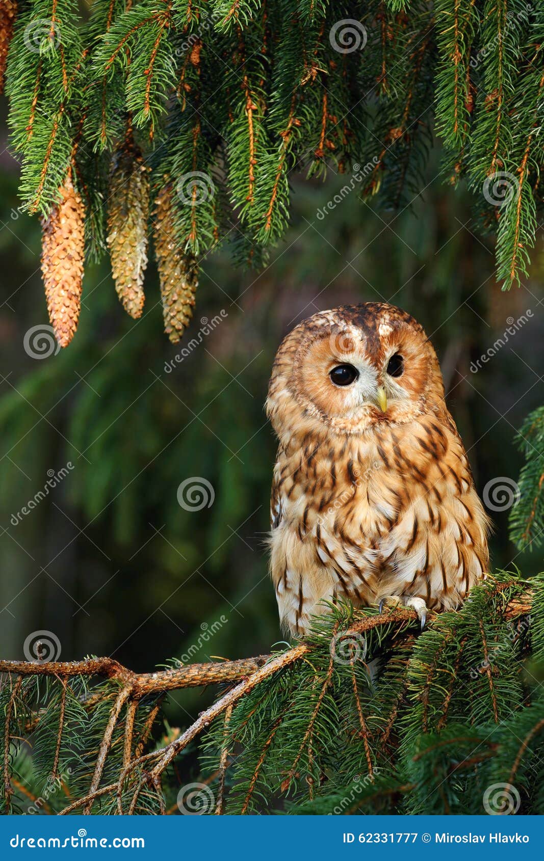 Tawny owl in spruce stock image. Image of needle, wing - 62331777