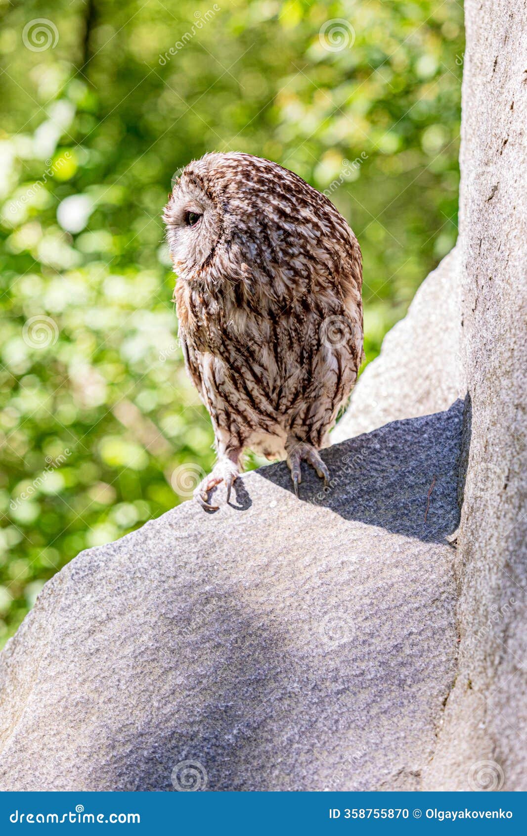Tawny Owl in Stone Cliff Habitat Stock Photo - Image of wisdom ...