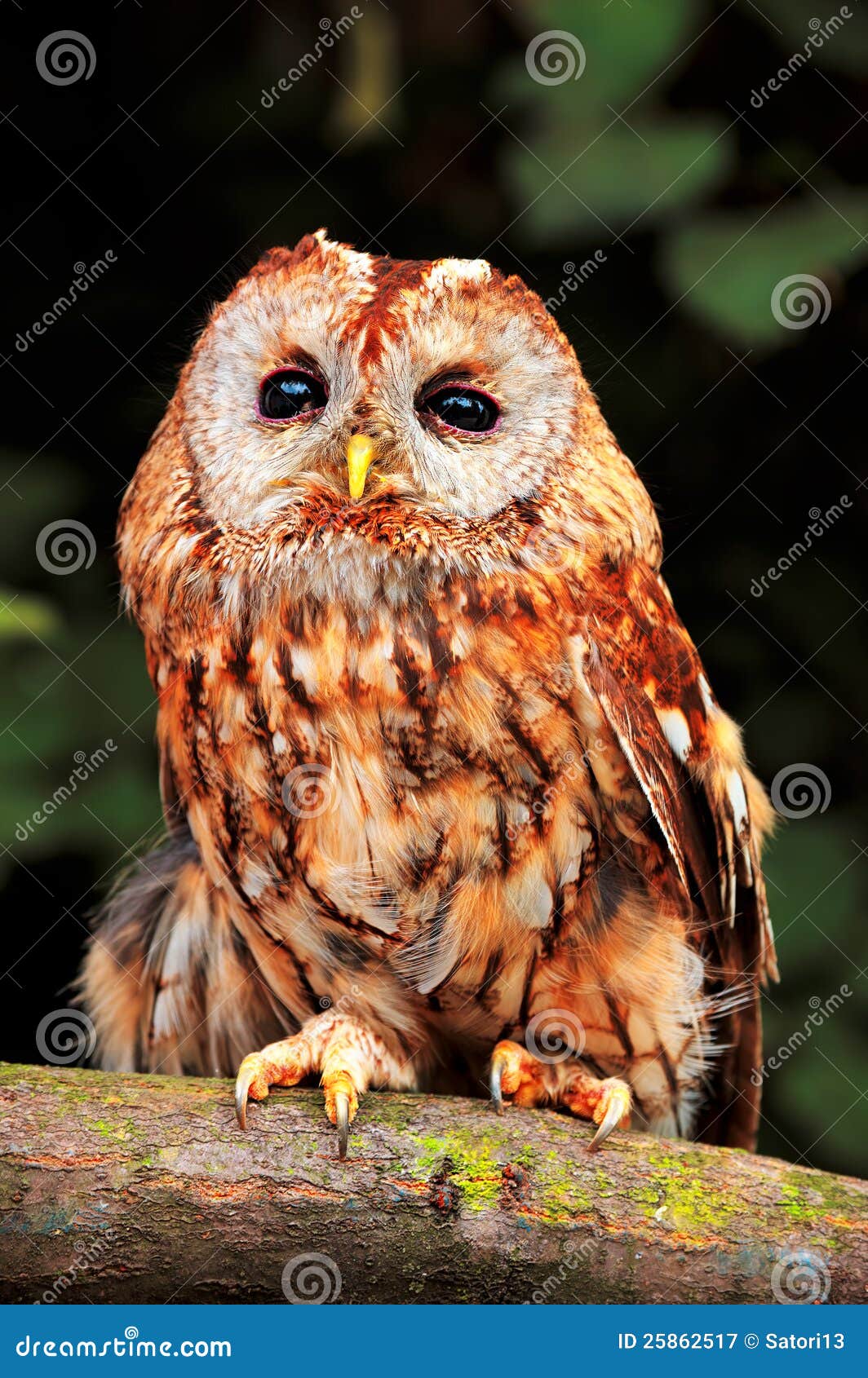 Tawny Owl (Strix aluco) stock image. Image of eyes, bird - 25862517