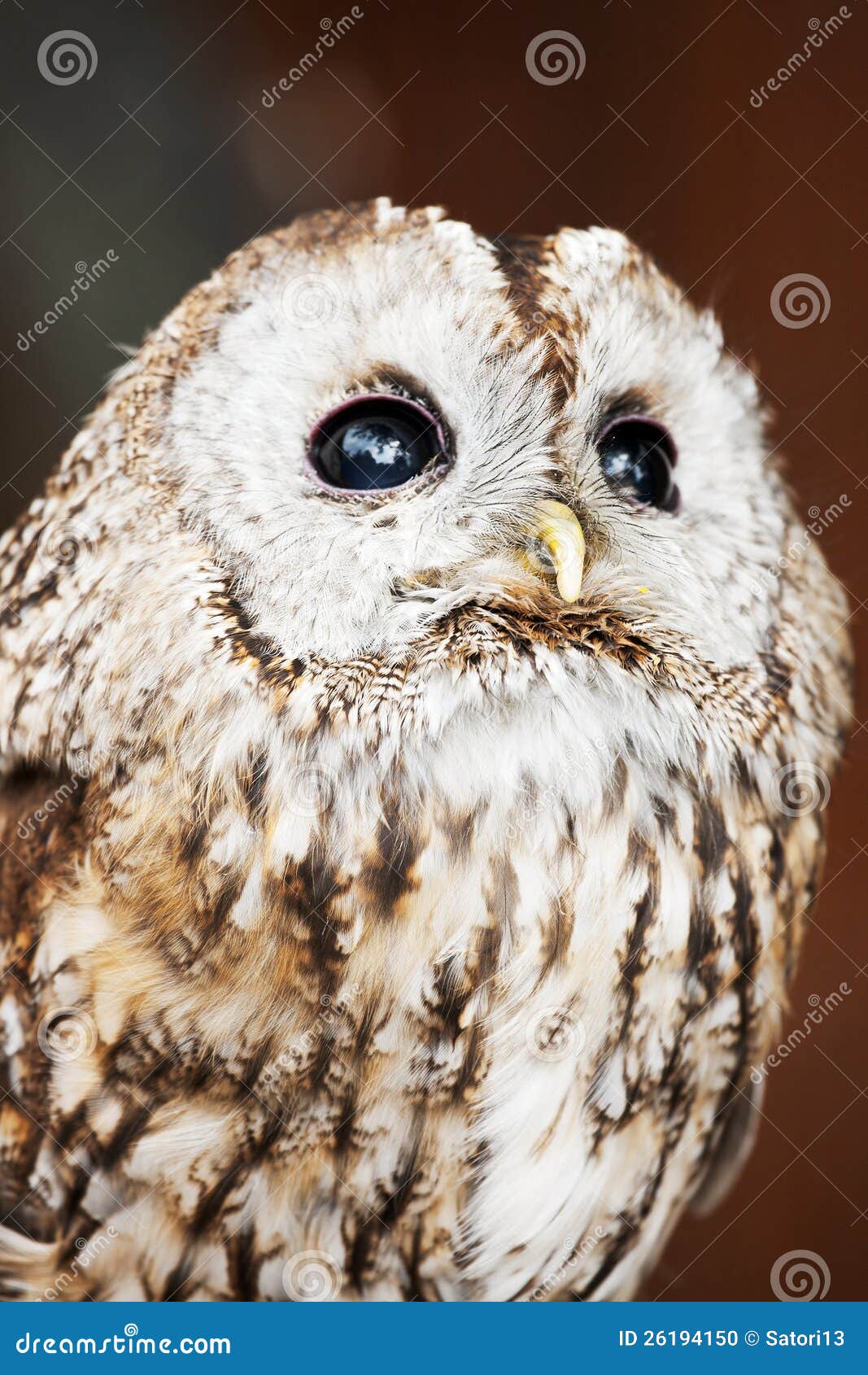 Tawny Owl (Strix aluco) stock photo. Image of mouse, nocturnal - 26194150