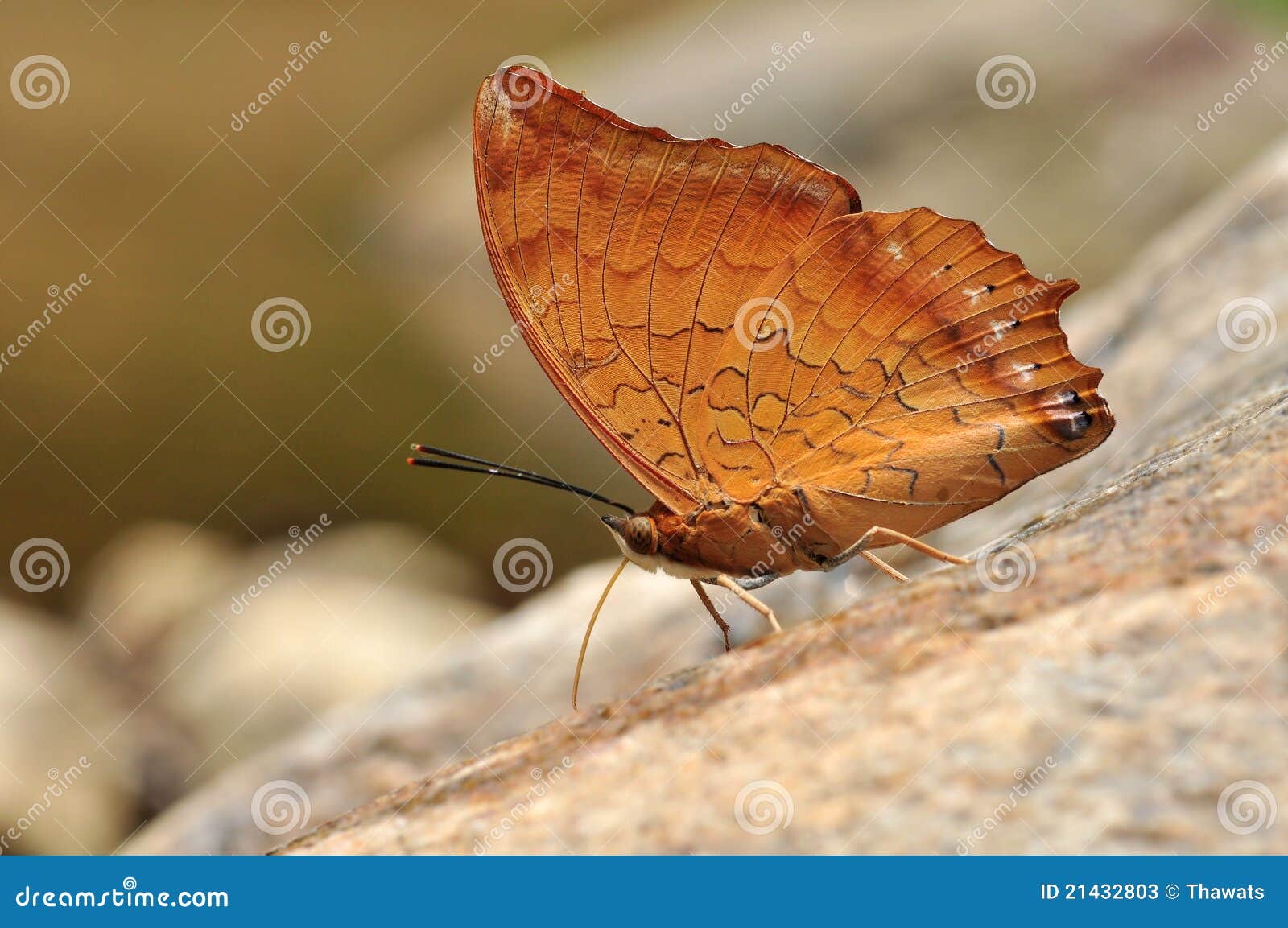Tawny rajah butterfly stock image. Image of rajah, nymphalidae - 21432803