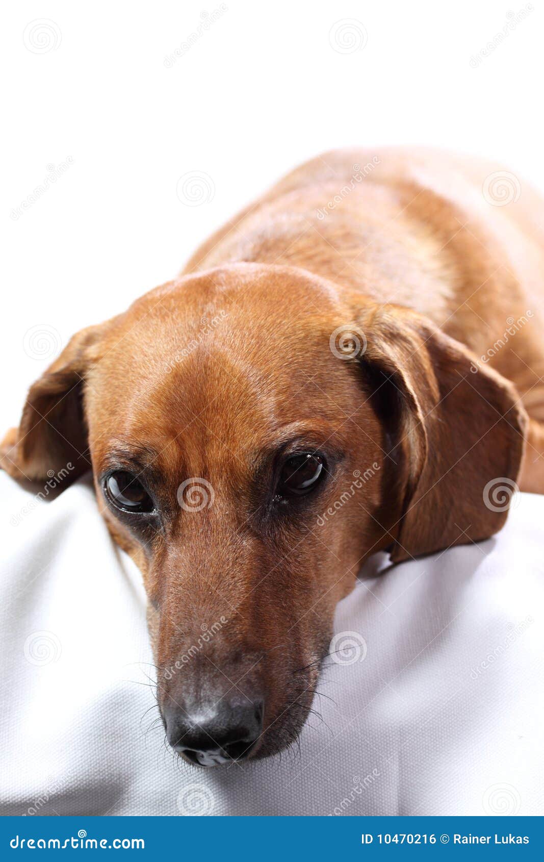 Tax arkivfoto. Bild av troget, hund, vitt, älskvärt, gulligt - 10470216