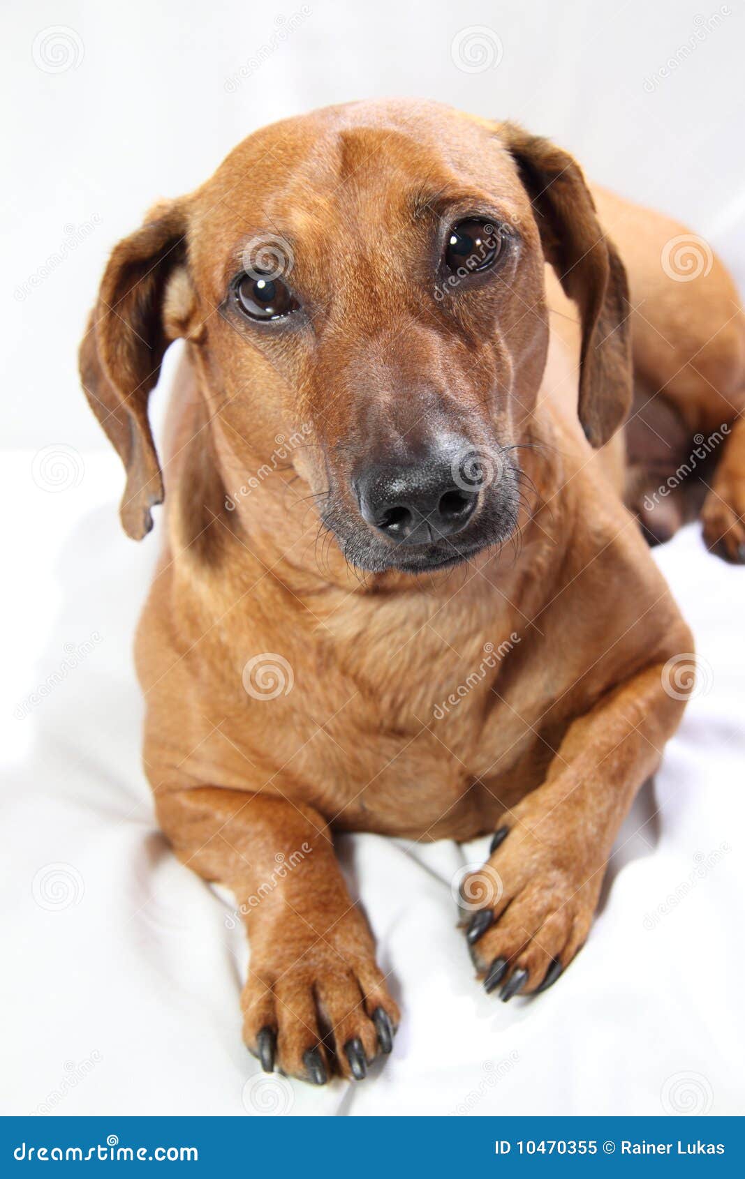 Tax fotografering för bildbyråer. Bild av vitt, angus - 10470355