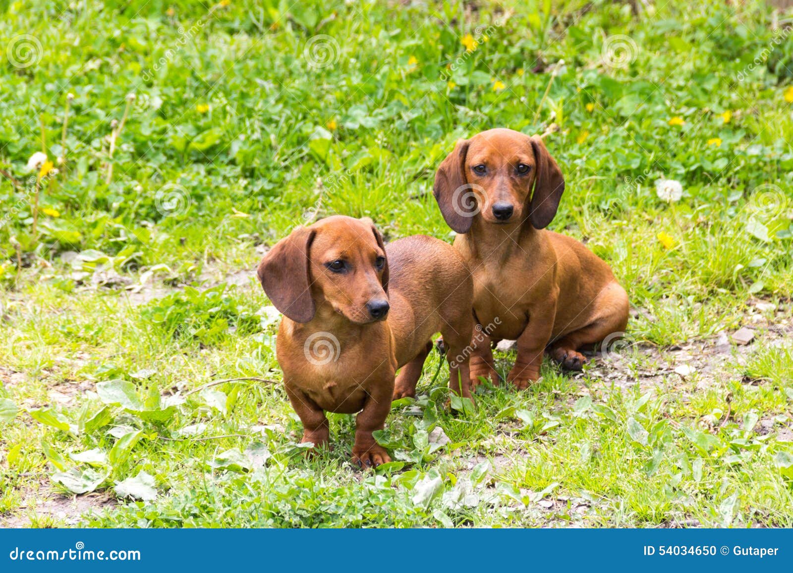 Tax arkivfoto. Bild av medf8ort, valp, hund, däggdjur - 54034650