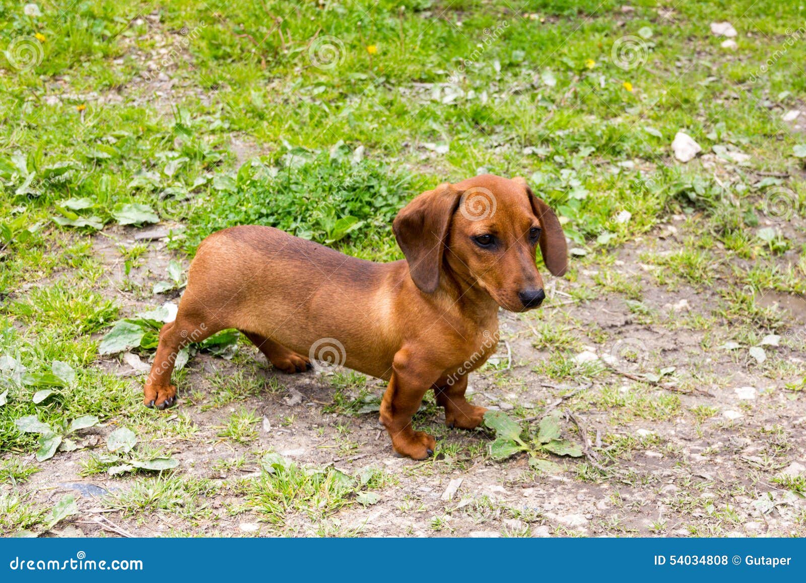 Tax arkivfoto. Bild av valp, hund, däggdjur, medf8ort - 54034808