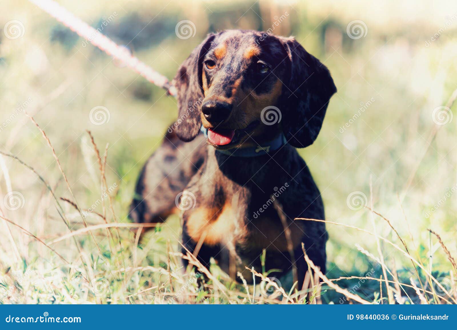 Tax hunden i parkera arkivfoto. Bild av parkera, hund - 98440036