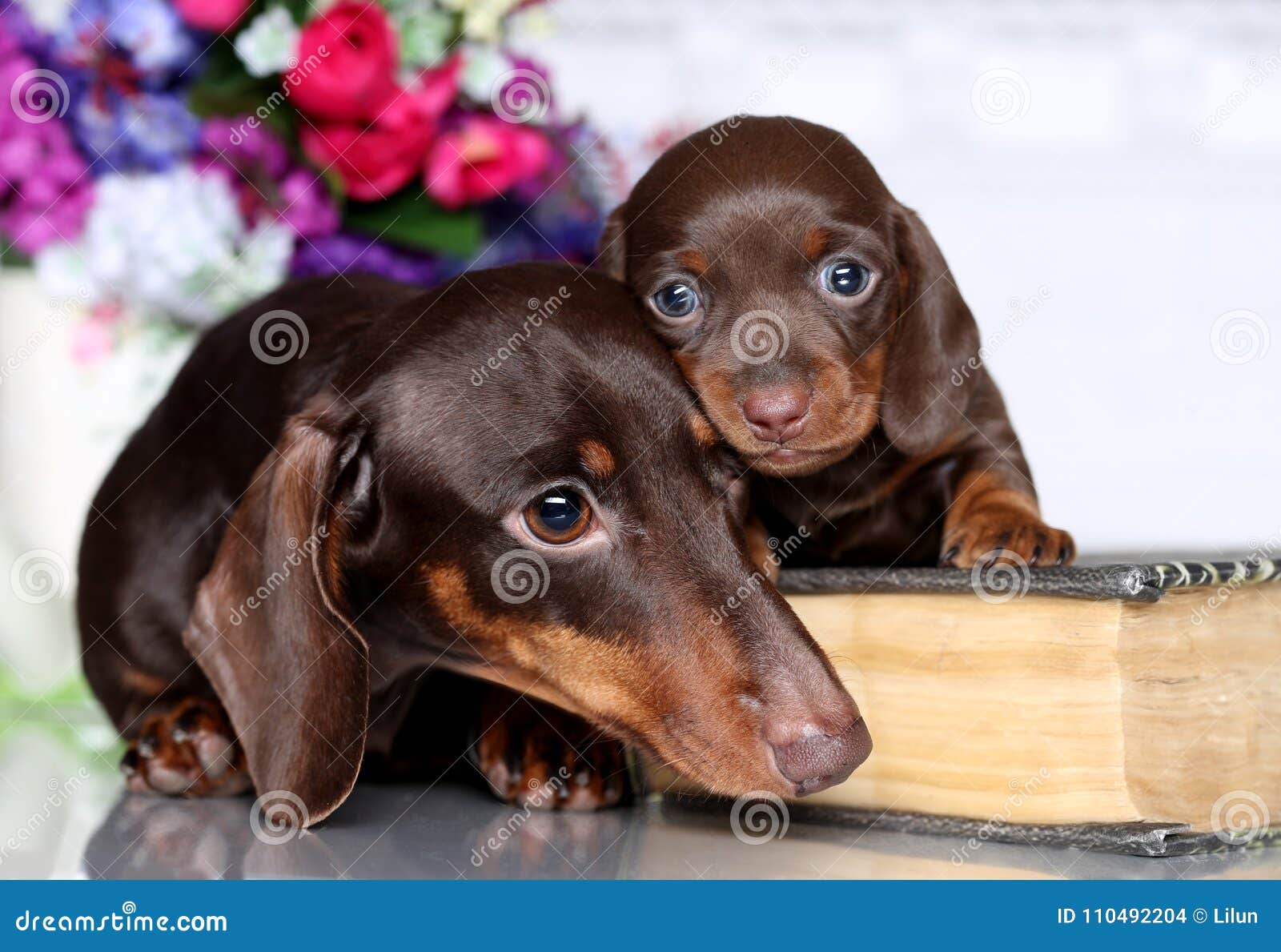 Tax och valp arkivfoto. Bild av härstamning, hastighet - 110492204