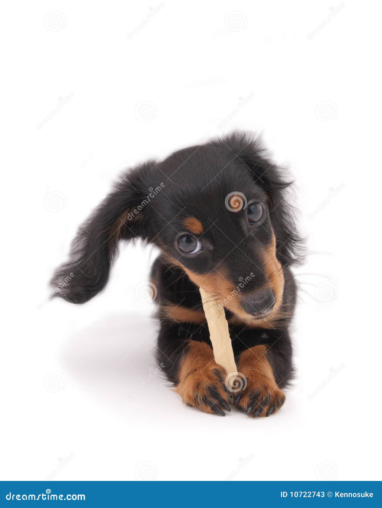 Tax valp fotografering för bildbyråer. Bild av bitar - 10722743