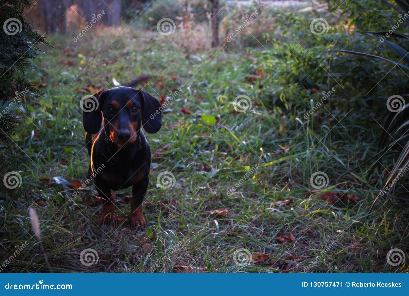 Taxen fotografering för bildbyråer. Bild av hund, öra - 130757471