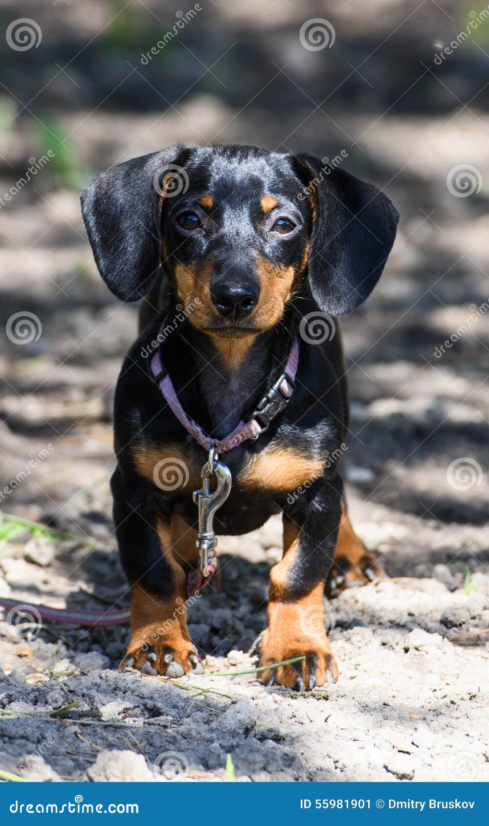 Taxhund fotografering för bildbyråer. Bild av stamträd - 55981901