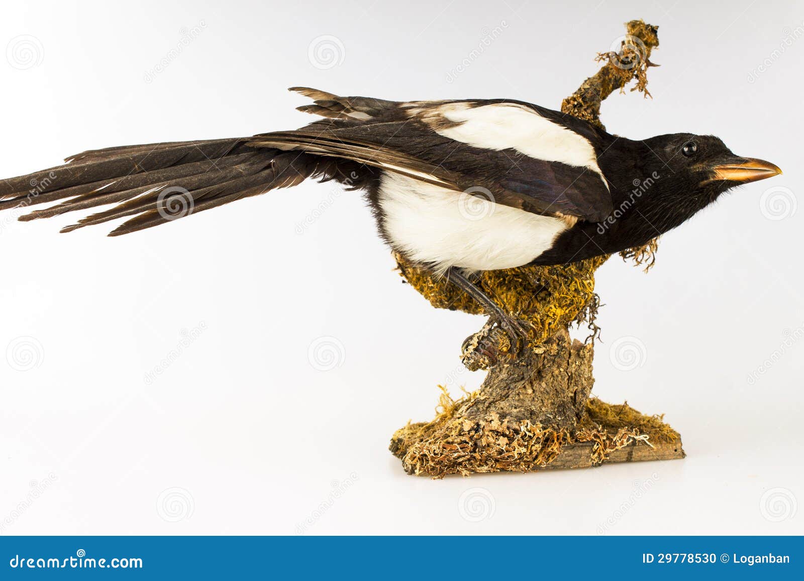 Stuffed taxidermy magpie stock photo. Image of focus - 29778530