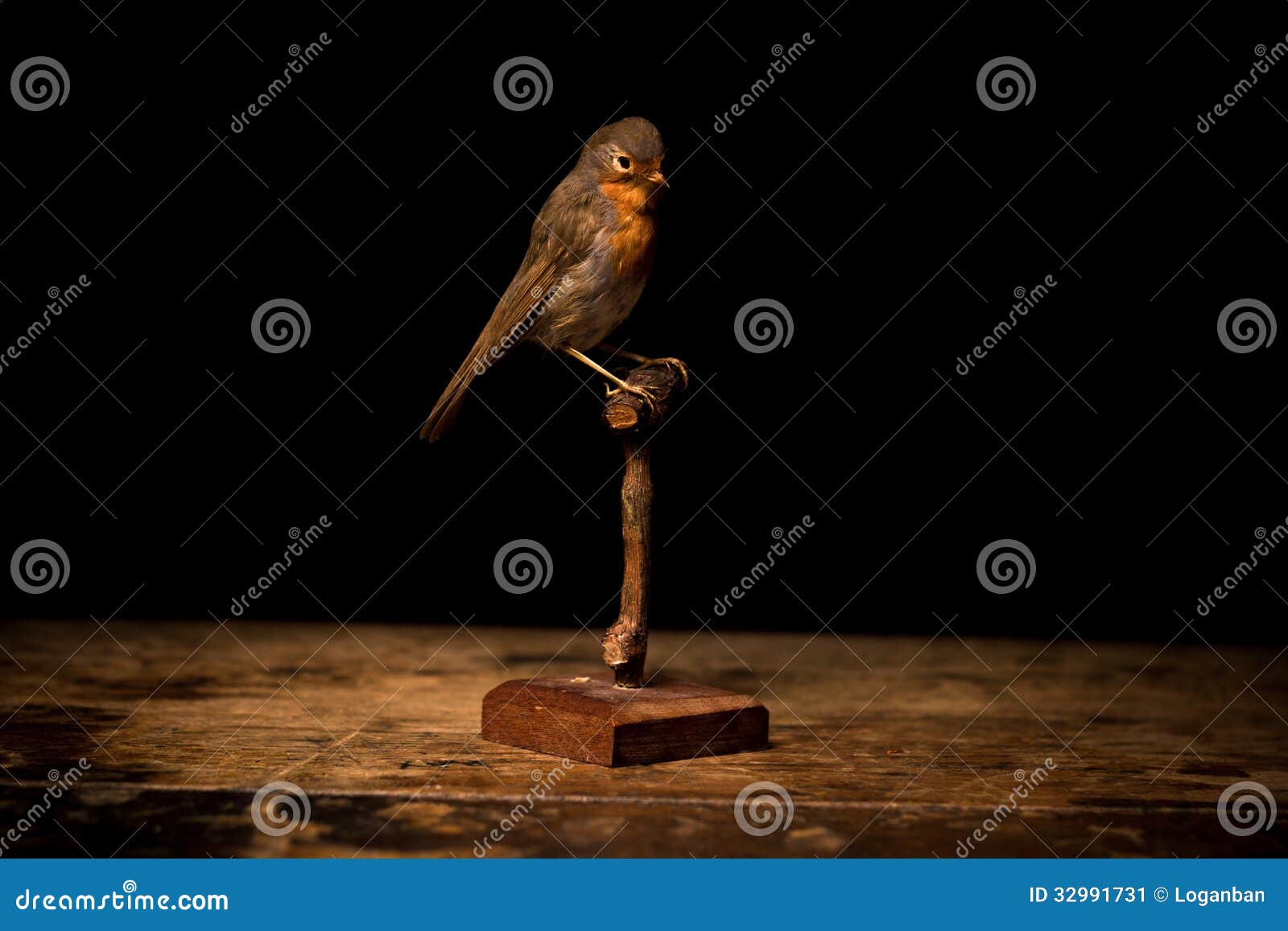 Taxidermy Robin on Black Background Stock Image - Image of pretty ...