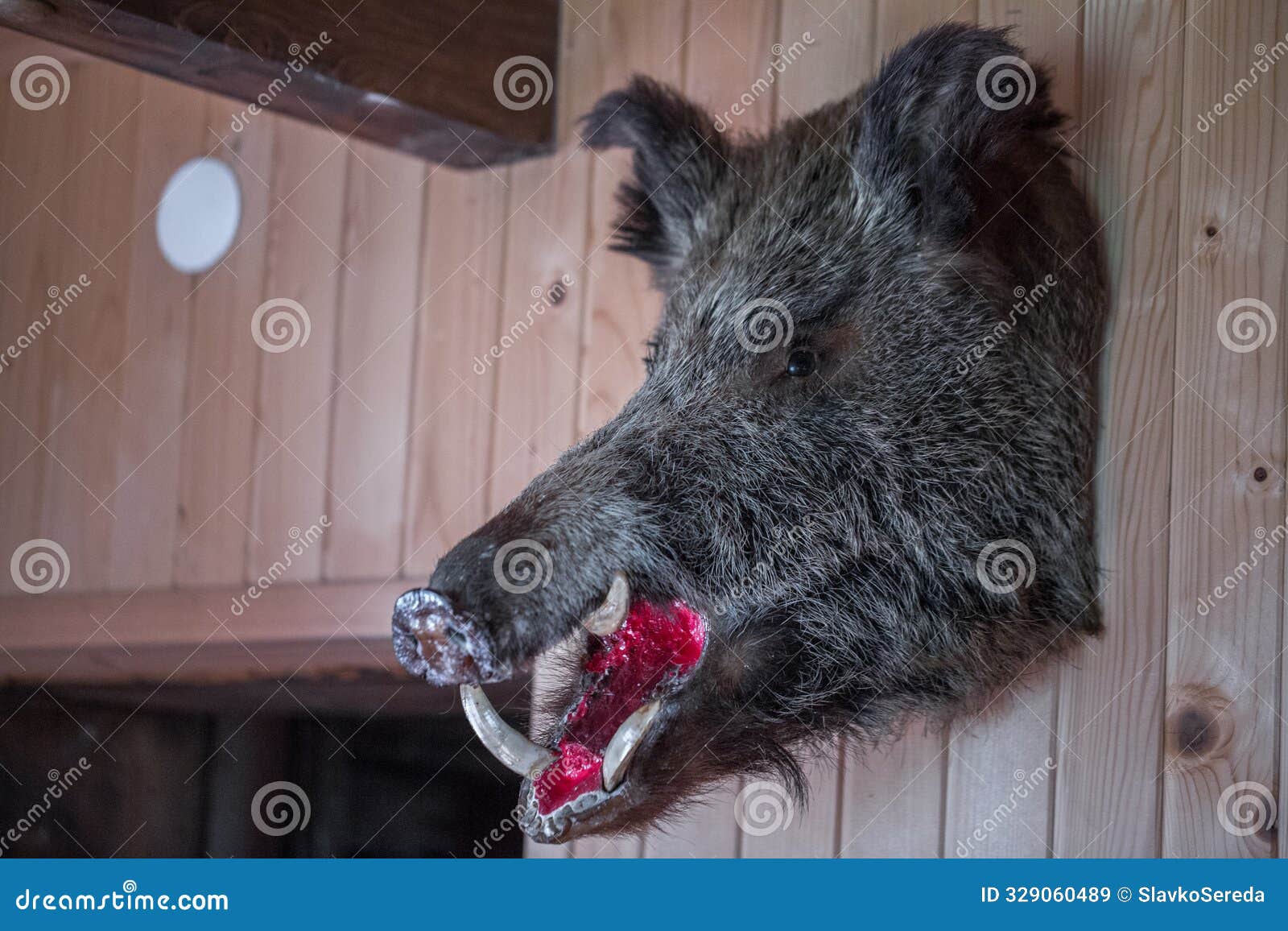 A Taxidermy Stuffed a Boar Head Stock Image - Image of museum, rustic ...